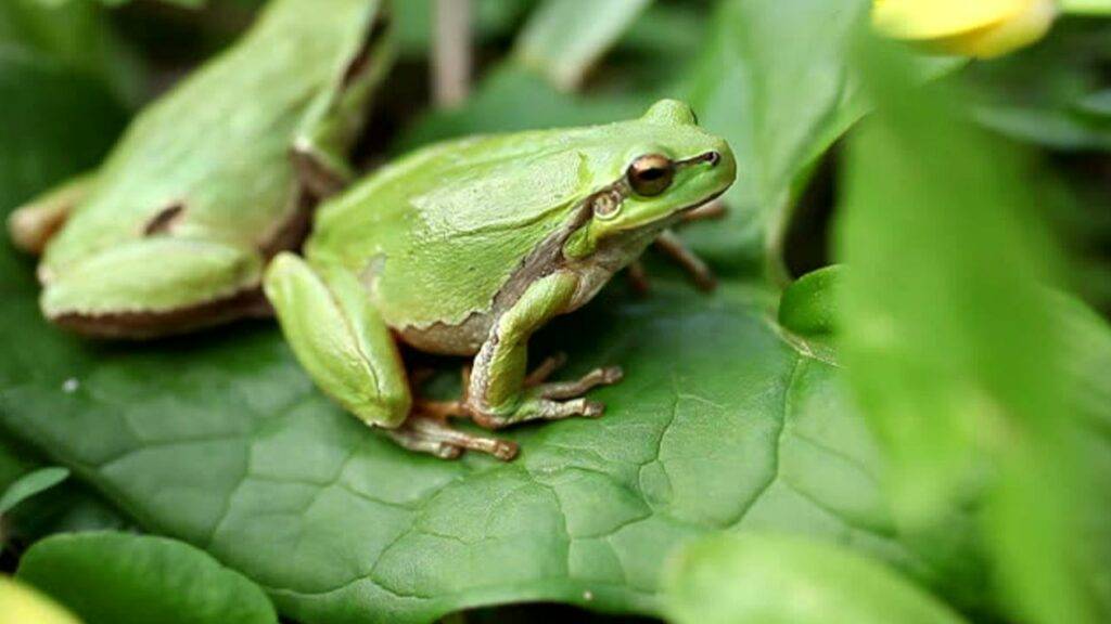 Frog Video Twitter: What Is the Frog Video? Watch Trending Frog Video ...