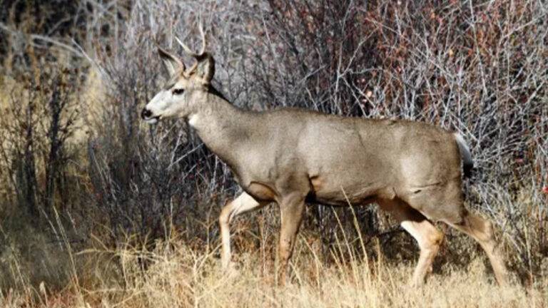 Deer Zombie Disease, Zombie Deer Disease Humans, What Is Zombie Deer ...