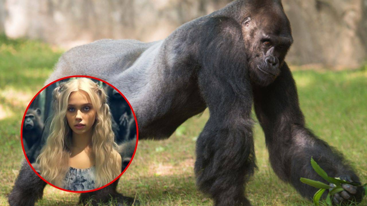 Eva Lefebvre Story: Eva Lefebvre Monkey Attack, Mauled by Chimp? What ...